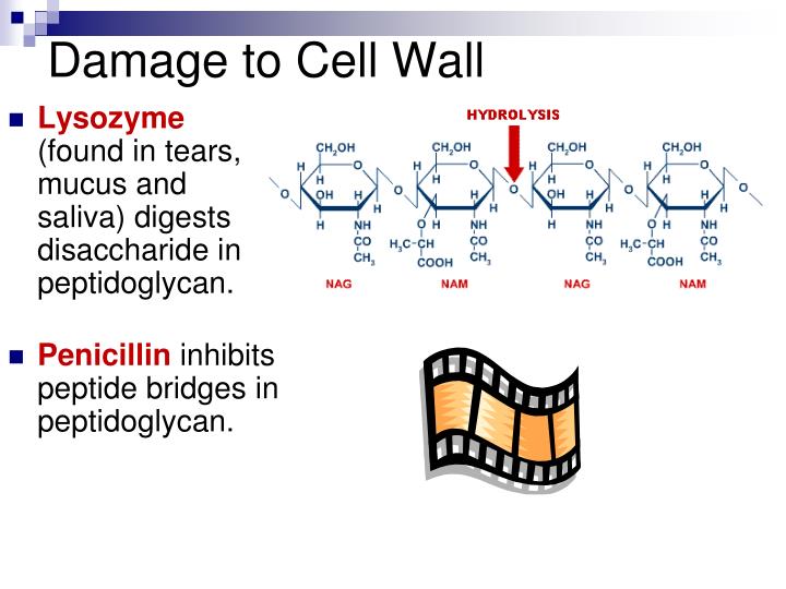 PPT - Ch 4 Functional Anatomy of Prokaryotic and Eukaryotic Cells ...