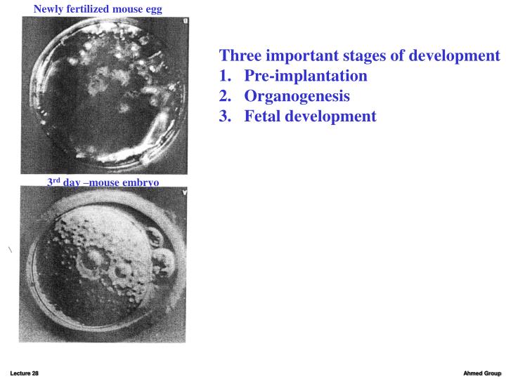 PPT - Effects of Radiation on the Embryo and Fetus PowerPoint ...