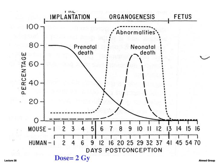 PPT - Effects of Radiation on the Embryo and Fetus PowerPoint ...