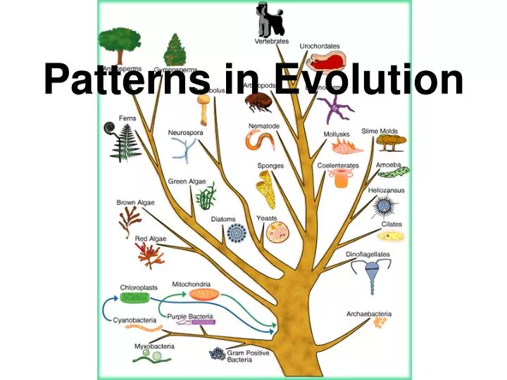 PPT - Patterns in Evolution PowerPoint Presentation, free download - ID ...
