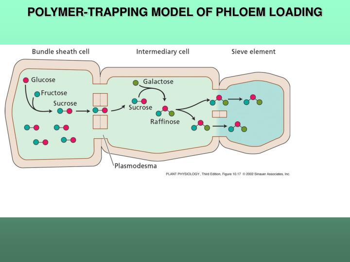 PPT - PHLOEM TRANSLOCATION PowerPoint Presentation - ID:1486413