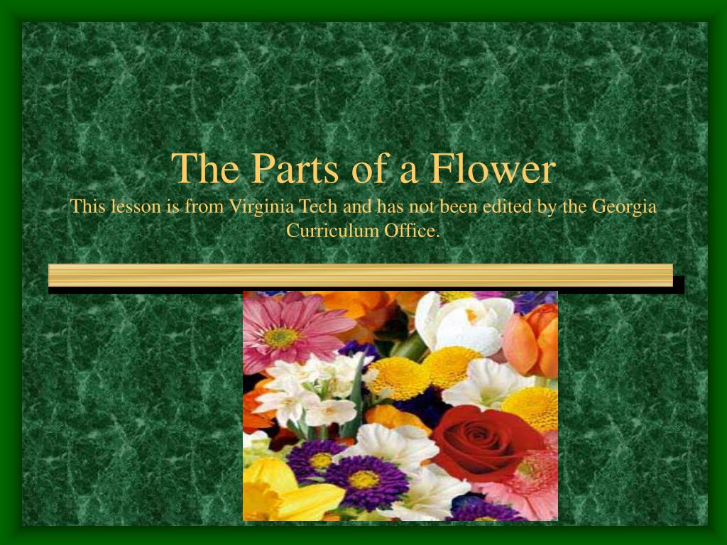 PPT - Parts of a Flower and Their Functions PowerPoint Presentation ...