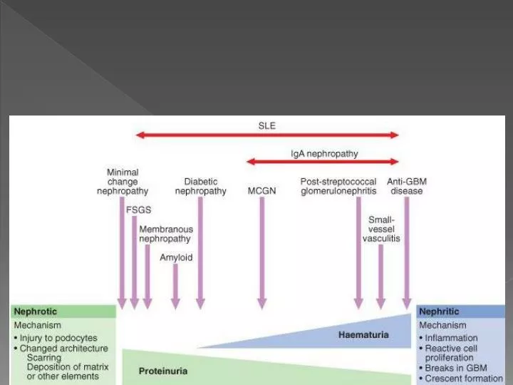 PPT - IgA nephropathy (Berger's disease) : Is named for the deposits of ...