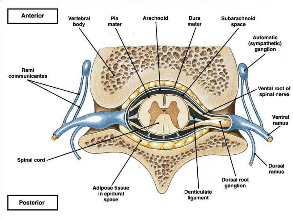 PPT - SPINAL CORD & SPINAL NERVES PowerPoint Presentation, free ... PPT - SPINAL CORD & SPINAL NERVES PowerPoint Presentation, free ...