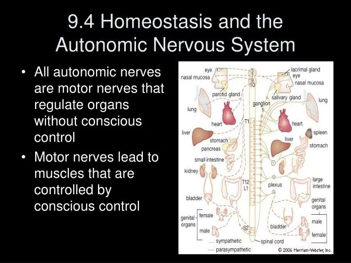 Ppt 94 Homeostasis And The Autonomic Nervous System Powerpoint Presentation Id1487208