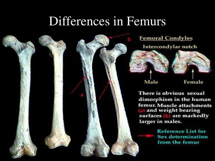 PPT - Identification of Human Remains PowerPoint Presentation - ID:1487312