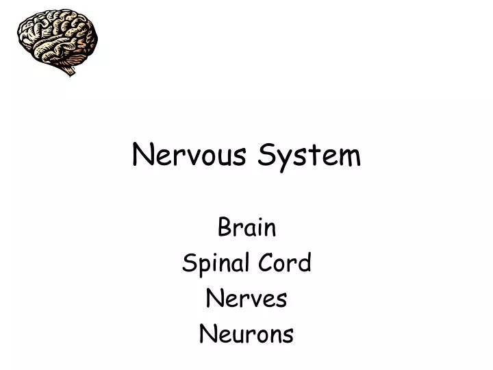 Ppt Nervous System Powerpoint Presentation Free Download Id 1487569