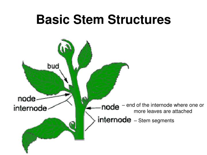 PPT - Stems Stems have many functions PowerPoint Presentation - ID:1487572