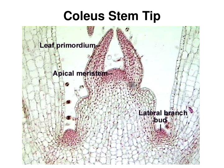 PPT - Stems Stems have many functions PowerPoint Presentation - ID:1487572