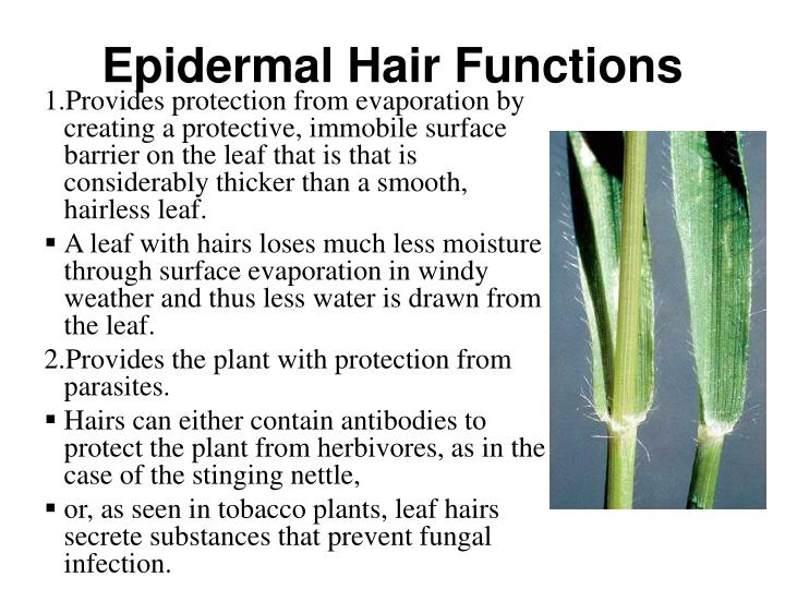 PPT - Stems Stems have many functions PowerPoint Presentation - ID:1487572