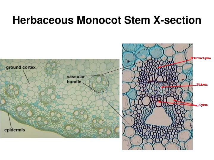 PPT - Stems Stems have many functions PowerPoint Presentation - ID:1487572