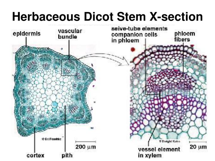 PPT - Stems Stems have many functions PowerPoint Presentation - ID:1487572