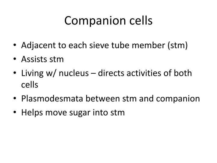 PPT - Ch. 31 – Plant Structure, Growth and Differentiation PowerPoint ...
