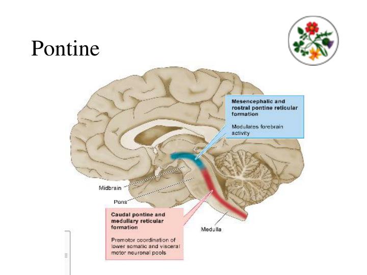 PPT - Case Study of a stroke patient. The National Hospital for ...