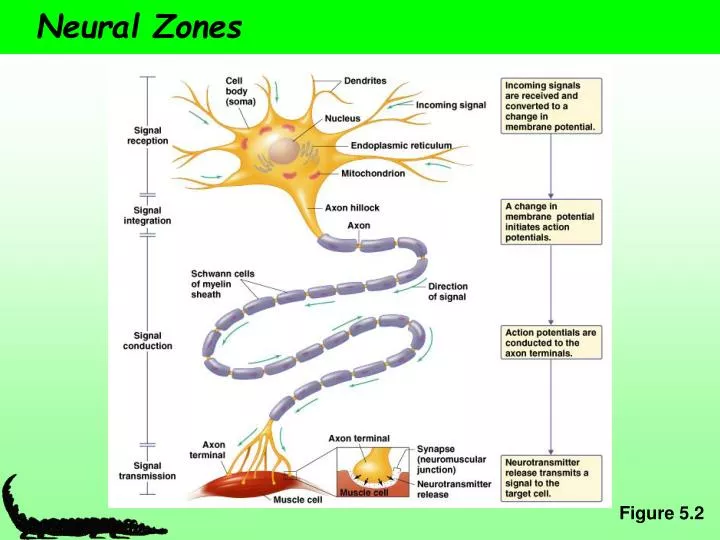 PPT - Neural Zones PowerPoint Presentation, free download - ID:1487948