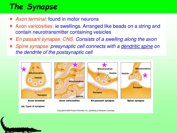 PPT - Neural Zones PowerPoint Presentation - ID:1487948