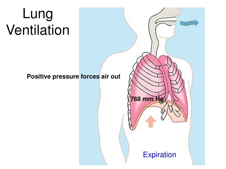 PPT - Respiratory System PowerPoint Presentation - ID:148834