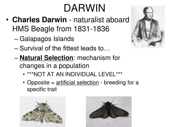 PPT - DARWIN PowerPoint Presentation, free download - ID:1488654