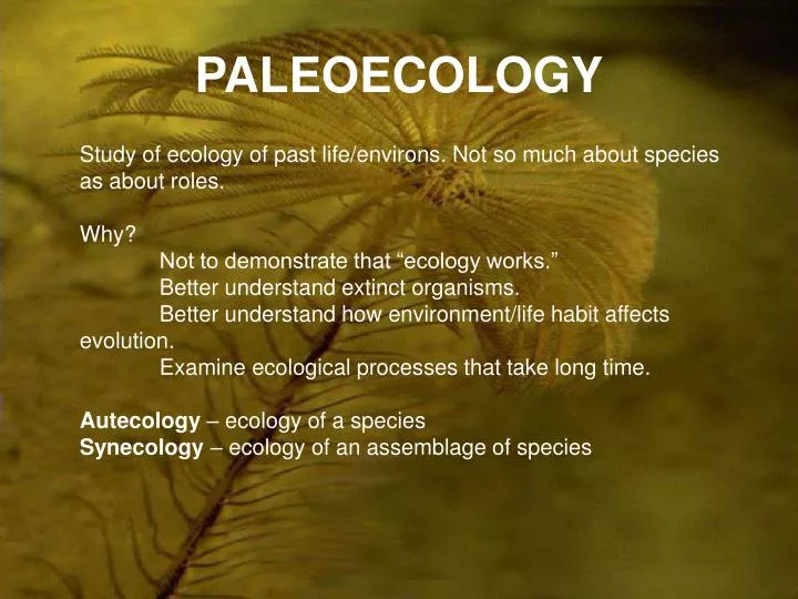PPT - PALEOECOLOGY PowerPoint Presentation, free download - ID:1488892