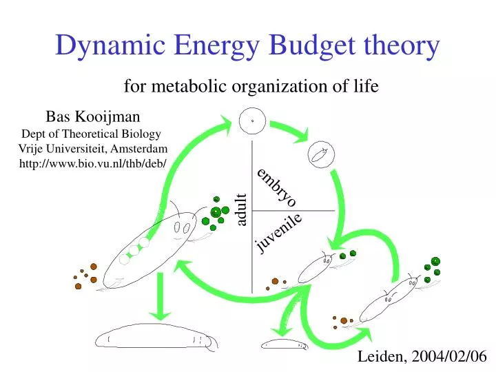 PPT - Dynamic Energy Budget theory PowerPoint Presentation, free ...