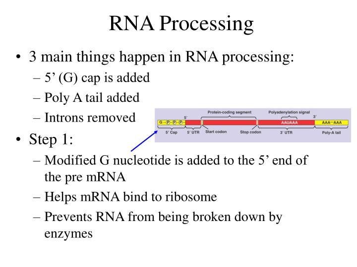PPT - Protein Targetting Prokaryotes vs. Eukaryotes Mutations ...