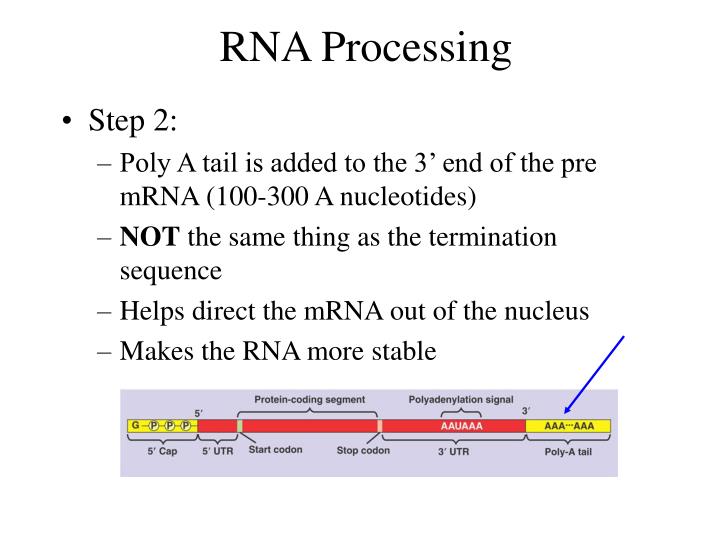 PPT - Protein Targetting Prokaryotes vs. Eukaryotes Mutations ...