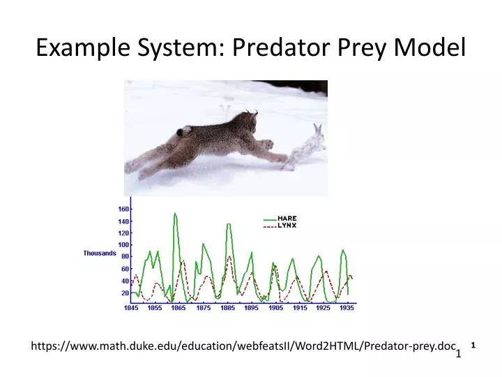 PPT - Example System: Predator Prey Model PowerPoint Presentation, free ...