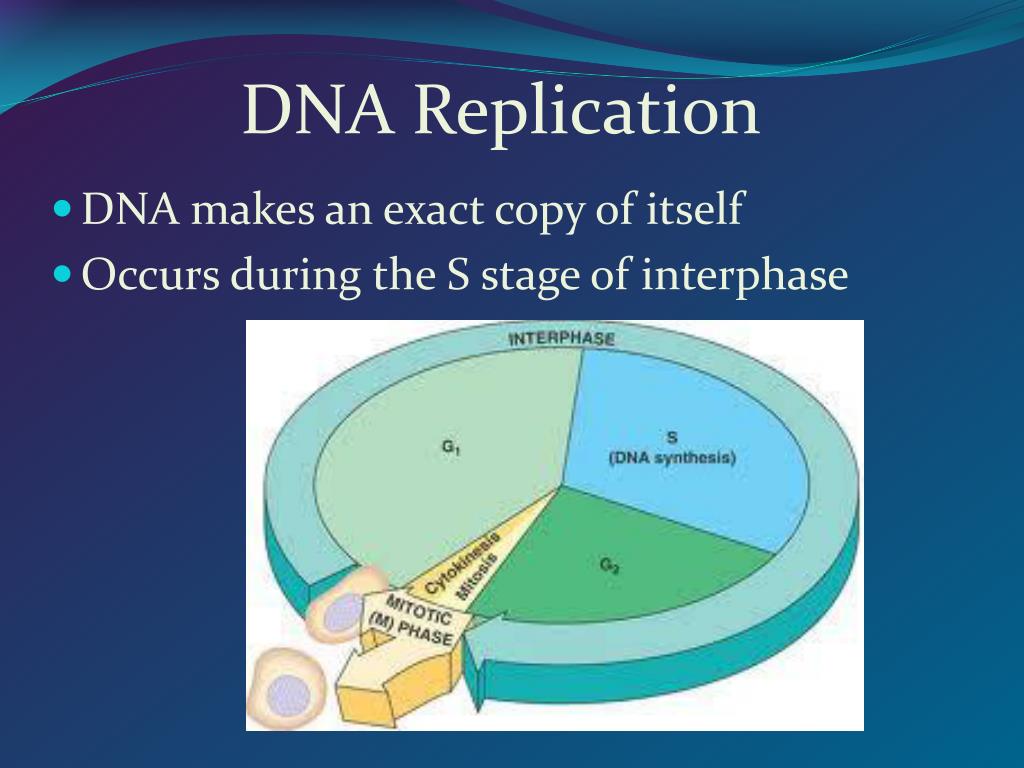 PPT - Unraveling DNA: Structure, Function, and Replication PowerPoint ...
