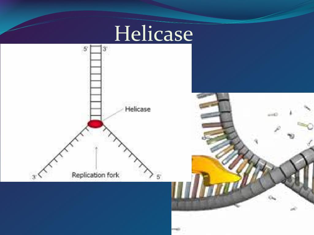 PPT - Unraveling DNA: Structure, Function, and Replication PowerPoint ...