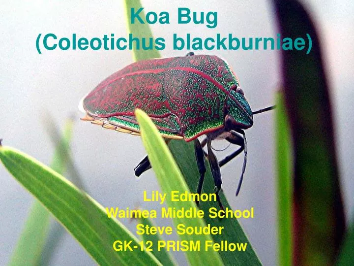 PPT - Koa Bug (Coleotichus blackburniae) PowerPoint Presentation, free ...