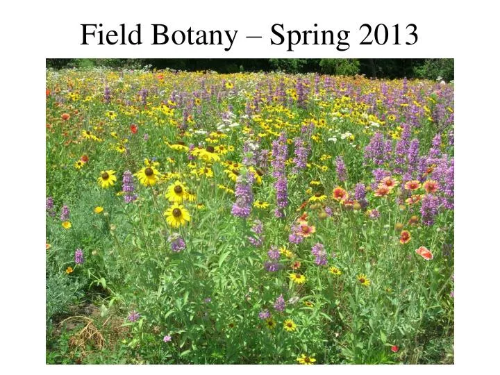 PPT - Field Botany – Spring 2013 PowerPoint Presentation, free download ...