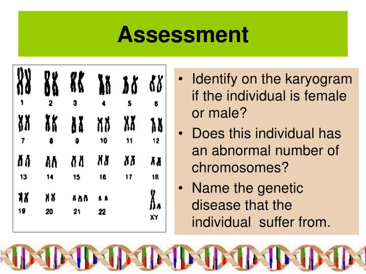 PPT - Karyogram and karyotype PowerPoint Presentation - ID:151187