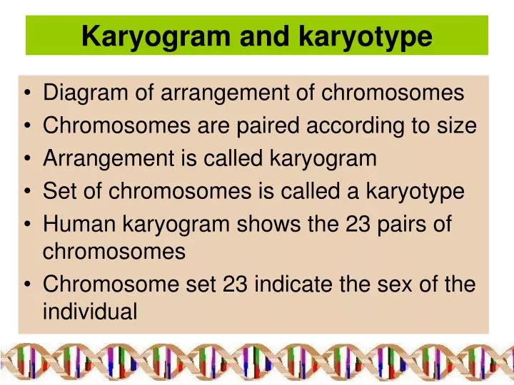 PPT - Karyogram and karyotype PowerPoint Presentation, free download ...