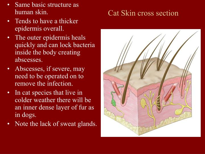 PPT - The Integumentary System PowerPoint Presentation - ID:151207