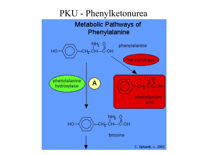 PPT - Protein Metabolism PowerPoint Presentation - ID:151222