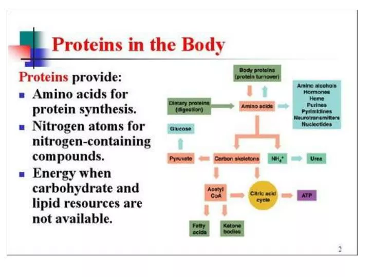 PPT - Protein Metabolism PowerPoint Presentation, free download - ID:151222
