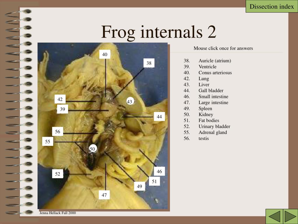 Frog Dissection Lab Report 33a Answers Luliseeker Frog Dissection Lab Report 33a Answers Luliseeker