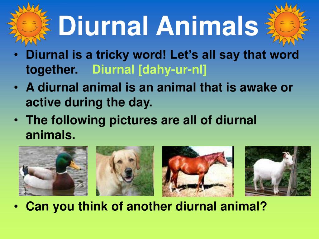 PPT - Diurnal and Nocturnal Animals PowerPoint Presentation, free ... PPT - Diurnal and Nocturnal Animals PowerPoint Presentation, free ...