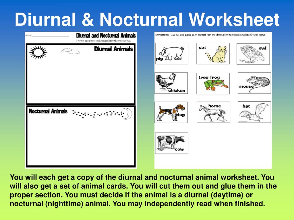 PPT - Diurnal and Nocturnal Animals PowerPoint Presentation, free ... PPT - Diurnal and Nocturnal Animals PowerPoint Presentation, free ...