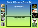 PPT - Diurnal and Nocturnal Animals PowerPoint Presentation - ID:153367