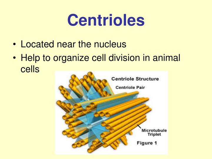 PPT - Introduction to Animal Cells PowerPoint Presentation - ID:153396