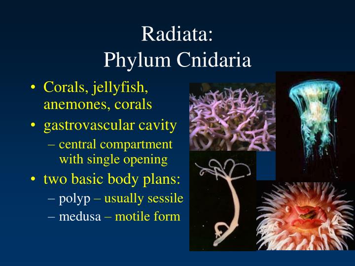 PPT - Animal Systematics PowerPoint Presentation - ID:153404