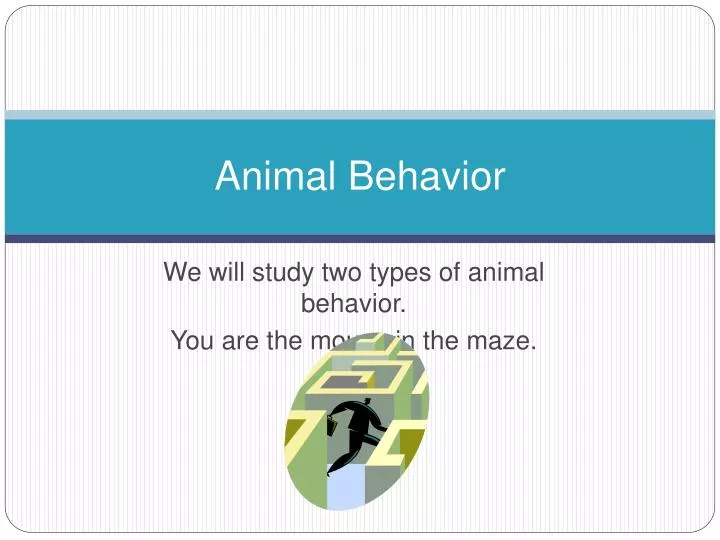 PPT - Animal Behavior PowerPoint Presentation, free download - ID:154558