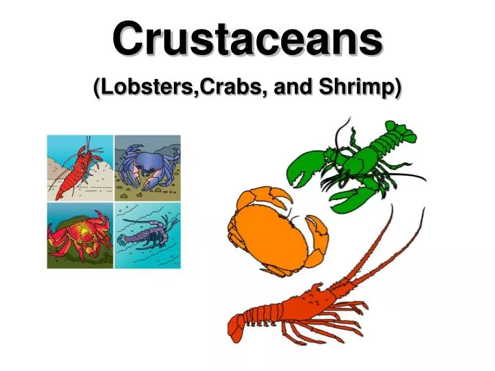 PPT - Crustaceans PowerPoint Presentation, free download - ID:156049