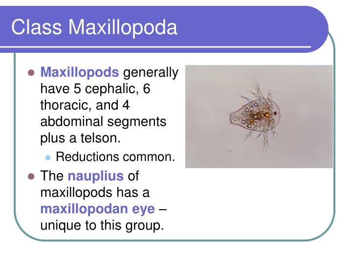 PPT - Crustaceans PowerPoint Presentation - ID:156075