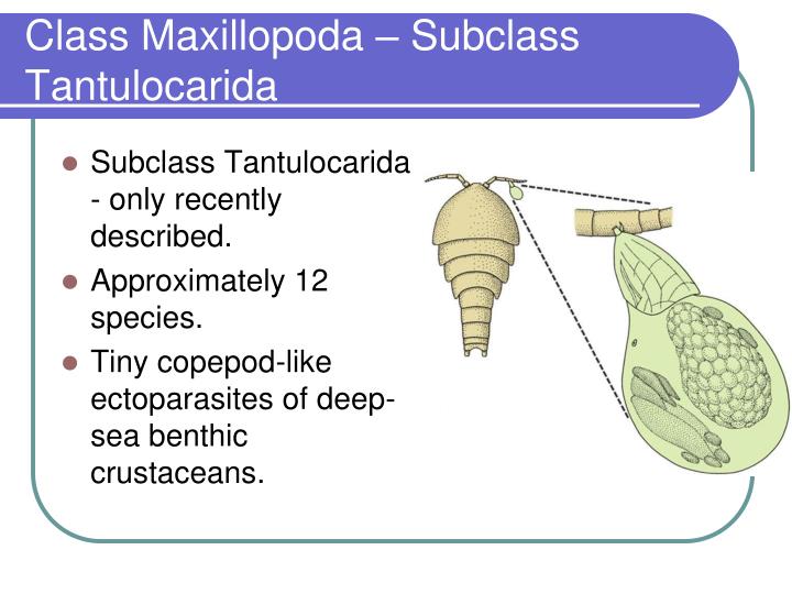 PPT - Crustaceans PowerPoint Presentation - ID:156075