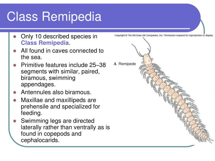 PPT - Crustaceans PowerPoint Presentation - ID:156075