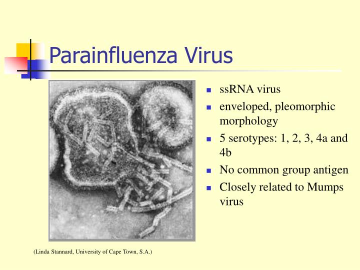 PPT - Respiratory Viruses PowerPoint Presentation - ID:158054