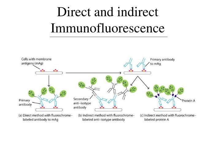 PPT - Chap. 6 – Antigen-Antibody interactions PowerPoint Presentation ...