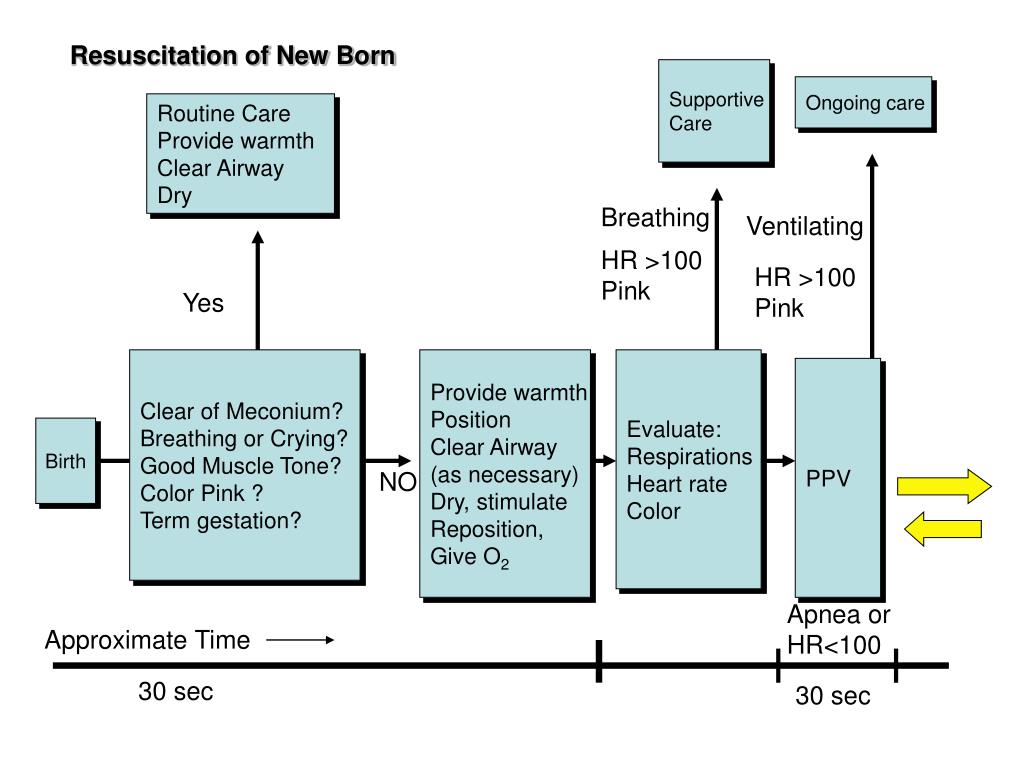 PPT - RSPT 2353 Neonatal Pediatric Respiratory Care PowerPoint ...